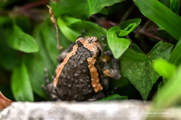 Banded Bullfrog - Singapore Geographic