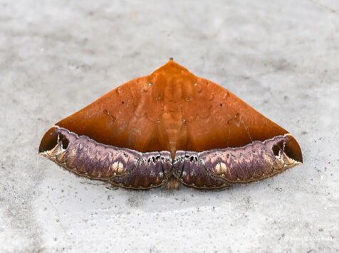 Moths of Singapore - Singapore Geographic