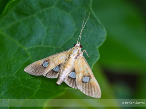 Moths of Singapore - Singapore Geographic