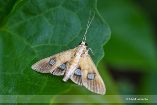 Moths of Singapore - Singapore Geographic