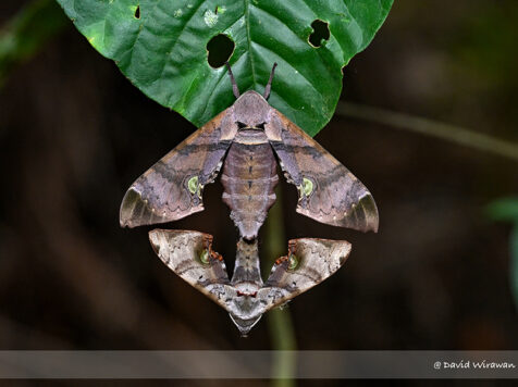 Moths of Singapore - Singapore Geographic