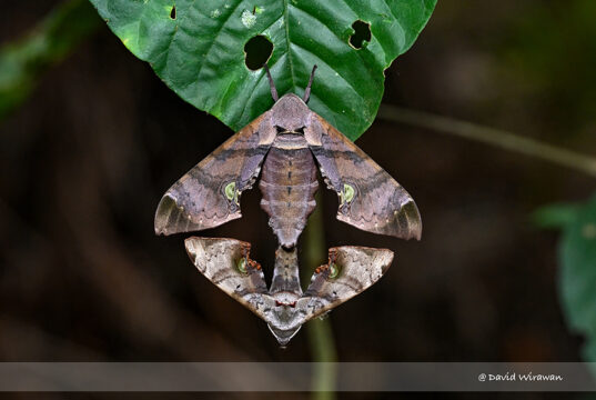 Moths of Singapore - Singapore Geographic