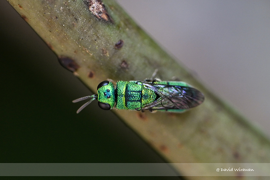Cuckoo Wasp - Chrysis sp - Singapore Geographic