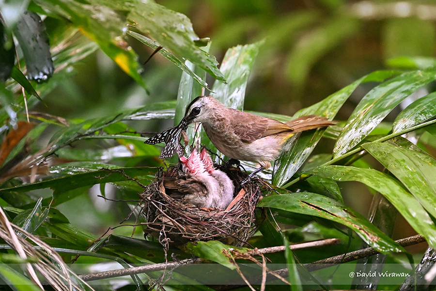 Yellow-vented Bulbul - Singapore Geographic