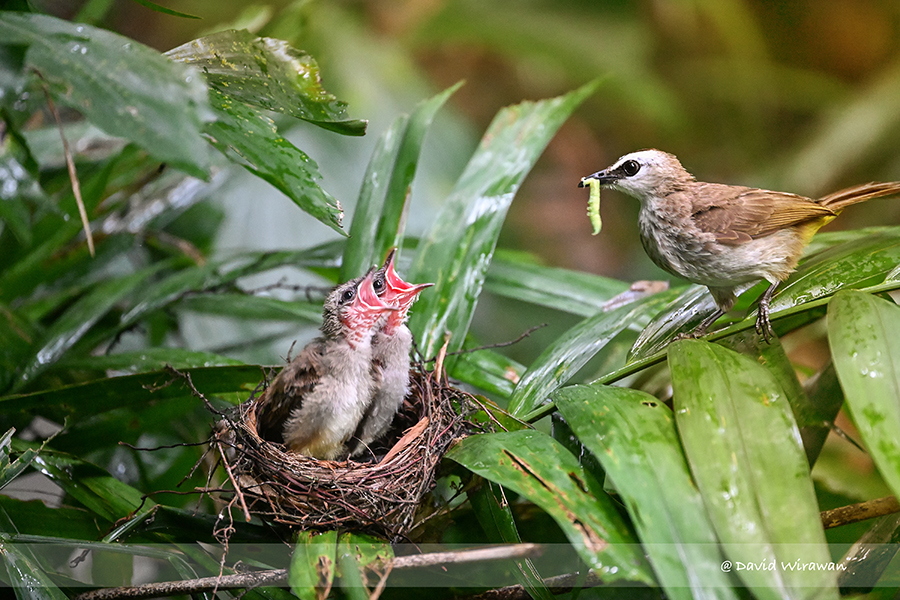 Yellow-vented Bulbul - Singapore Geographic