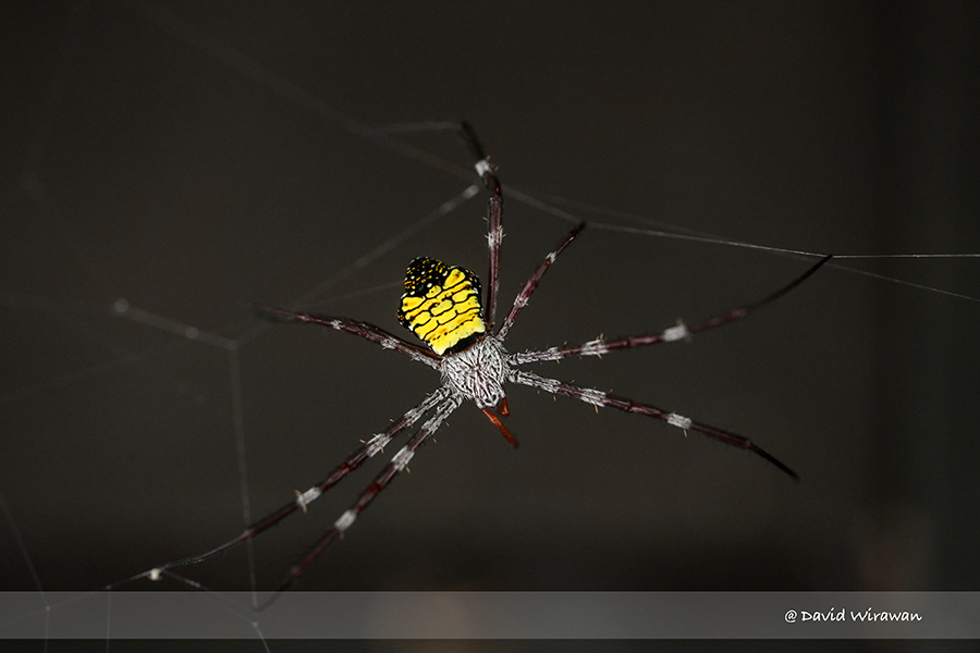 Mangrove St. Andrew's Cross Spider - Singapore Geographic