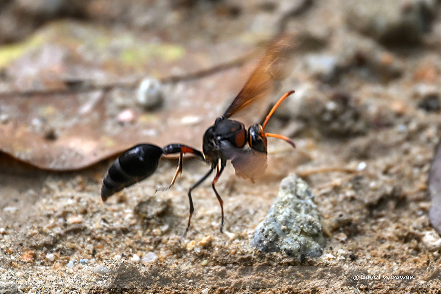 Mud Wasp - Delta pyriforme - Singapore Geographic