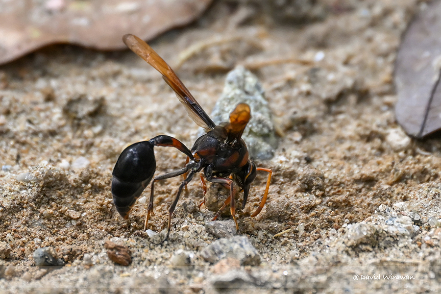 Mud Wasp - Delta pyriforme - Singapore Geographic