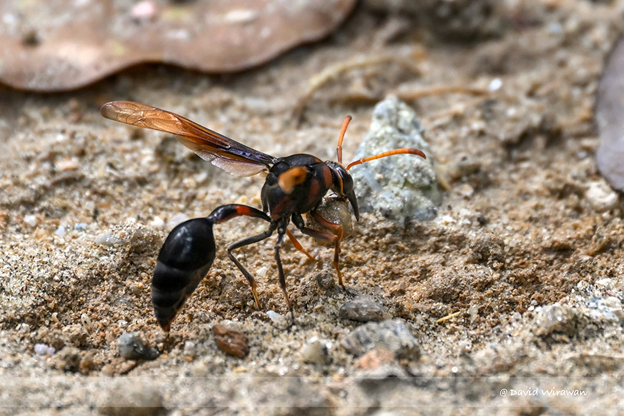 Mud Wasp - Delta pyriforme - Singapore Geographic