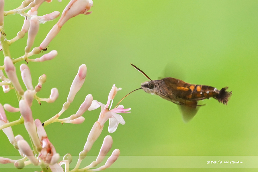 Hummingbird Hawk Moth - Singapore Geographic
