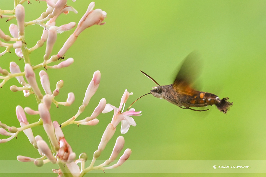 Hummingbird Hawk Moth - Singapore Geographic