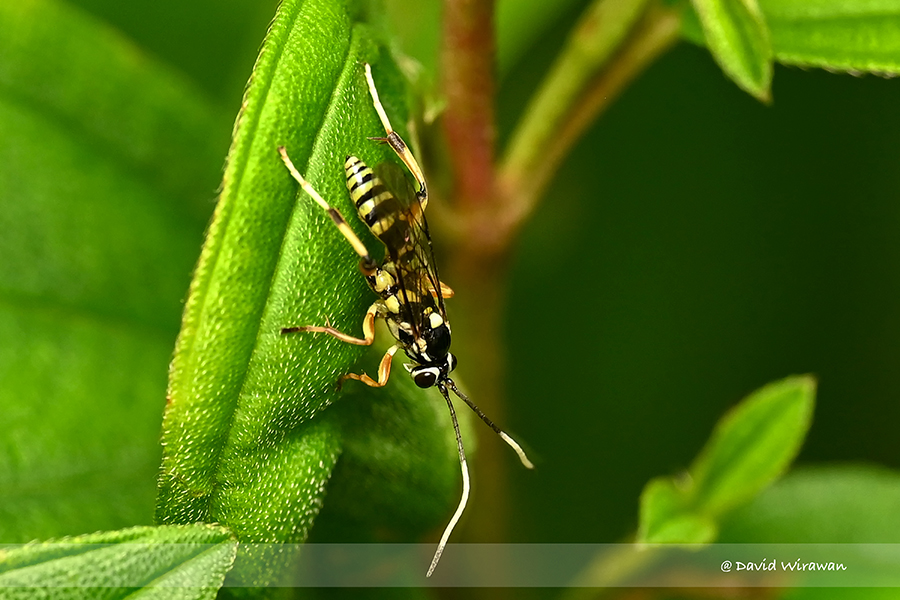 Ichneumonid wasps - Singapore Geographic