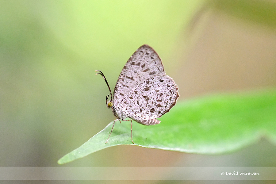 Lesser Darkwing - Singapore Geographic