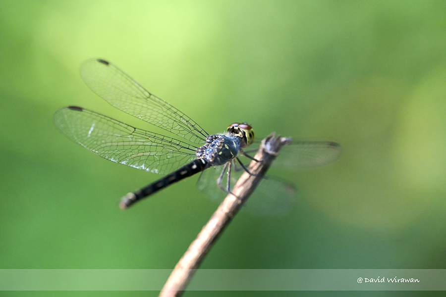 Mangrove Dwarf - Singapore Geographic