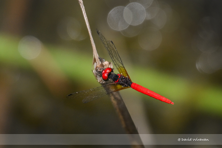 Scarlet Pygmy - Singapore Geographic