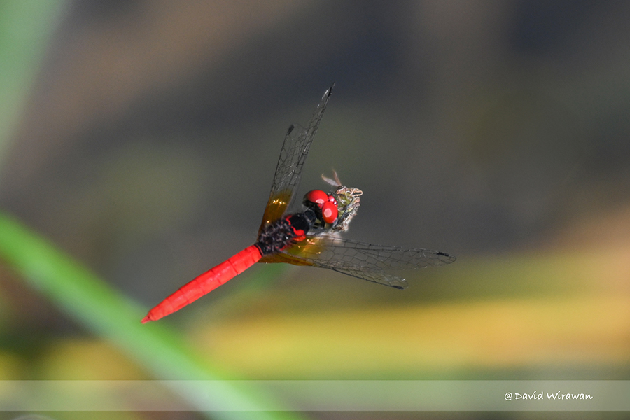 Scarlet Pygmy - Singapore Geographic