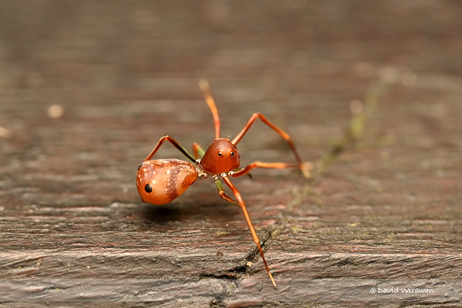 Ant-mimicking Crab Spiders - Amyciaea sp - Singapore Geographic