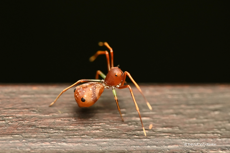 Ant-mimicking Crab Spiders - Amyciaea sp - Singapore Geographic