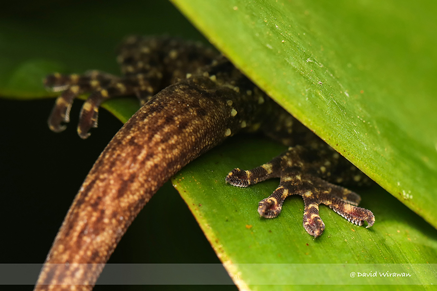 Gekko monarchus - Singapore Geographic